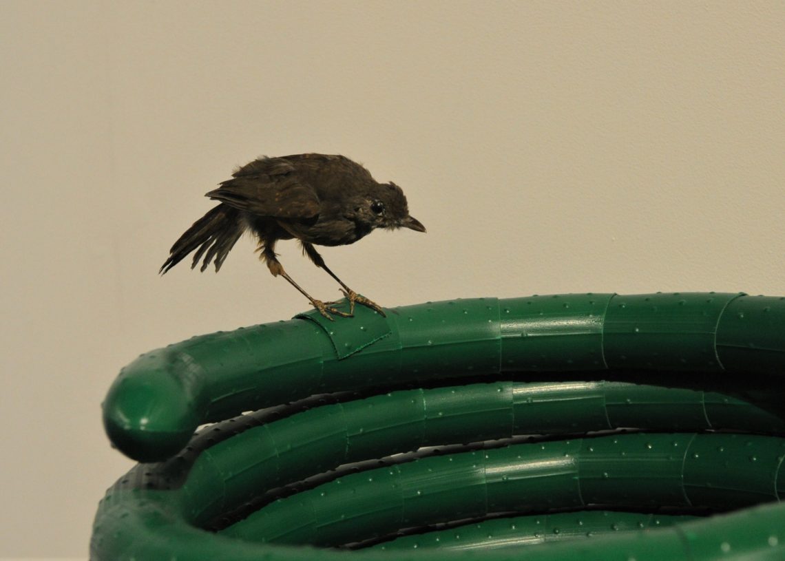 Schwanke: legado, memória e tramas afetivas no mundo da arte